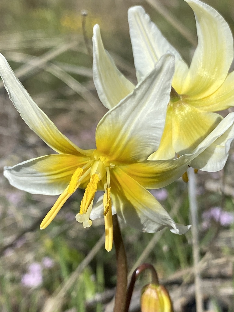 Napa fawn lily in April 2021 by Wendy Herniman · iNaturalist