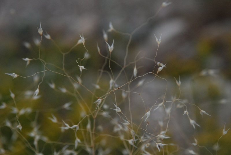 Indian Ricegrass (Plants of Sweitzer Lake State Park) · iNaturalist