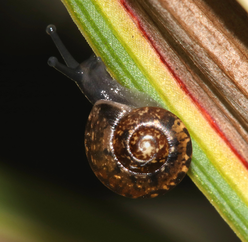 Asian Tramp Snail in July 2017 by juliegraham173 · iNaturalist