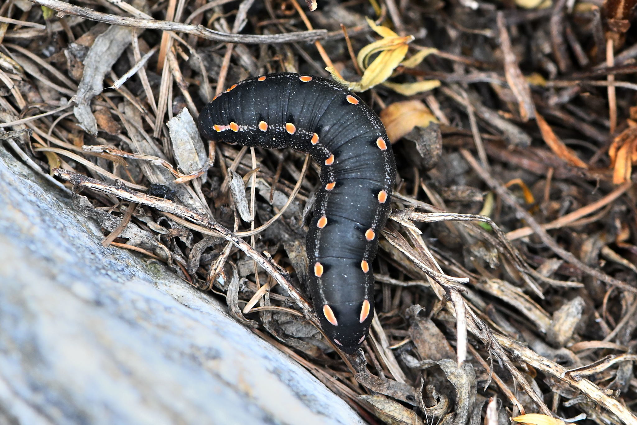 Hyles vespertilio Esper, 1780