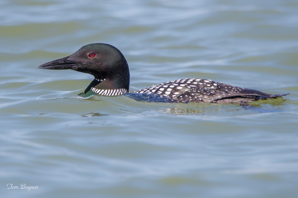 Common Loon from Cleveland, OH, USA on April 14, 2021 at 11:40 AM by ...