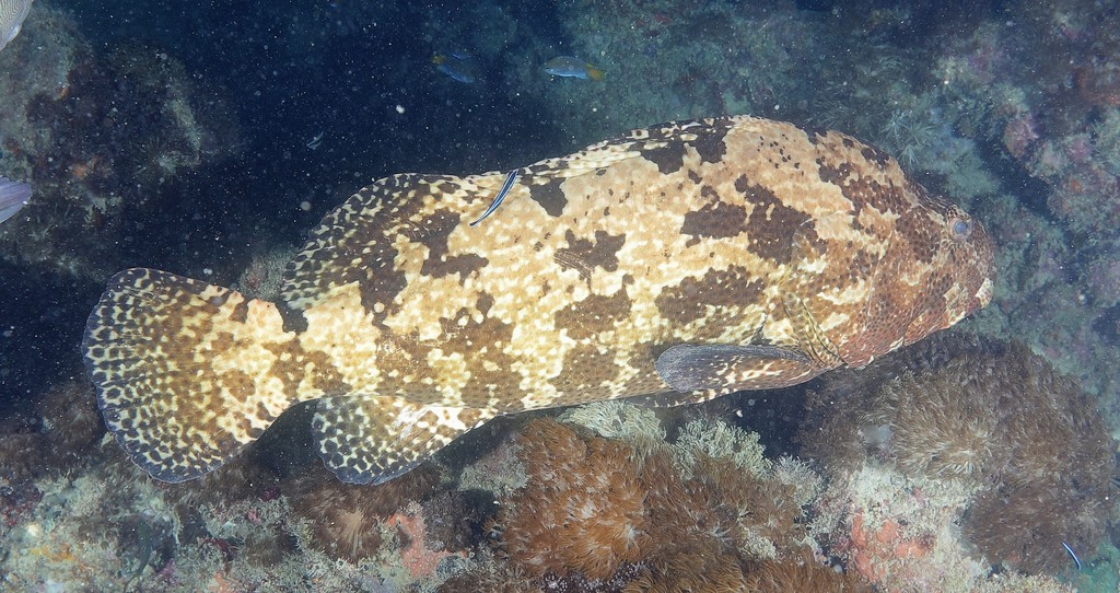Flowery Rockcod in April 2021 by John Sear · iNaturalist