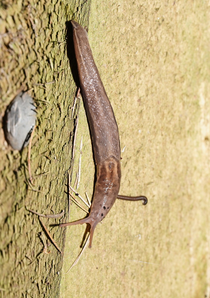 Leopard Slug from Monbulk VIC 3793, Australia on April 15, 2021 at 09: ...