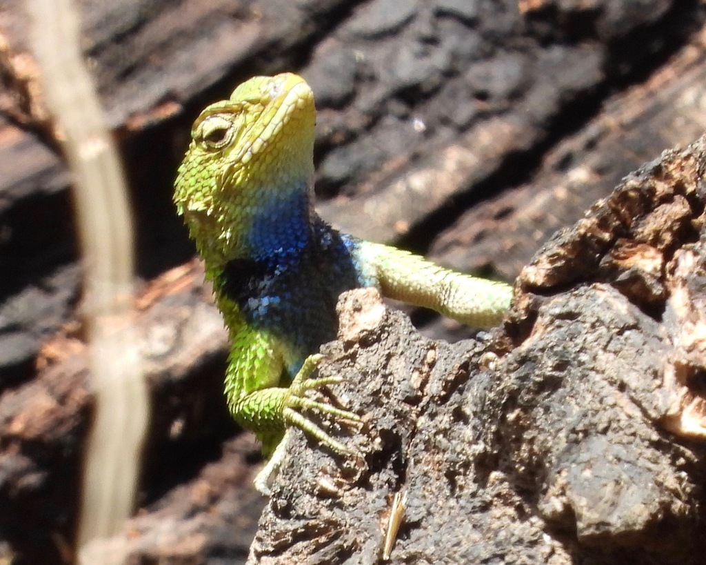 Bocourt’s Emerald Lizard from Finca El Pilar on April 14, 2021 at 01:23 ...