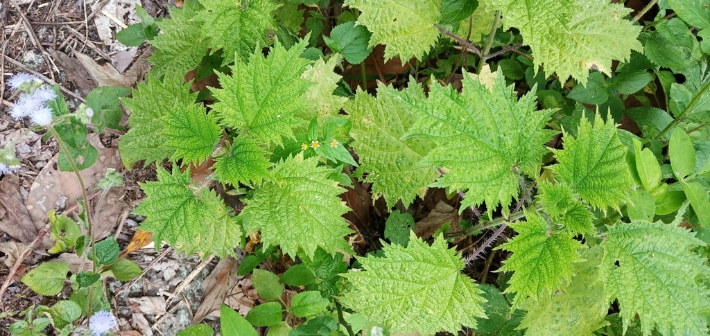 Japanese Nettle from Chiayi County, TW-TA, TW on April 15, 2021 at 03: ...