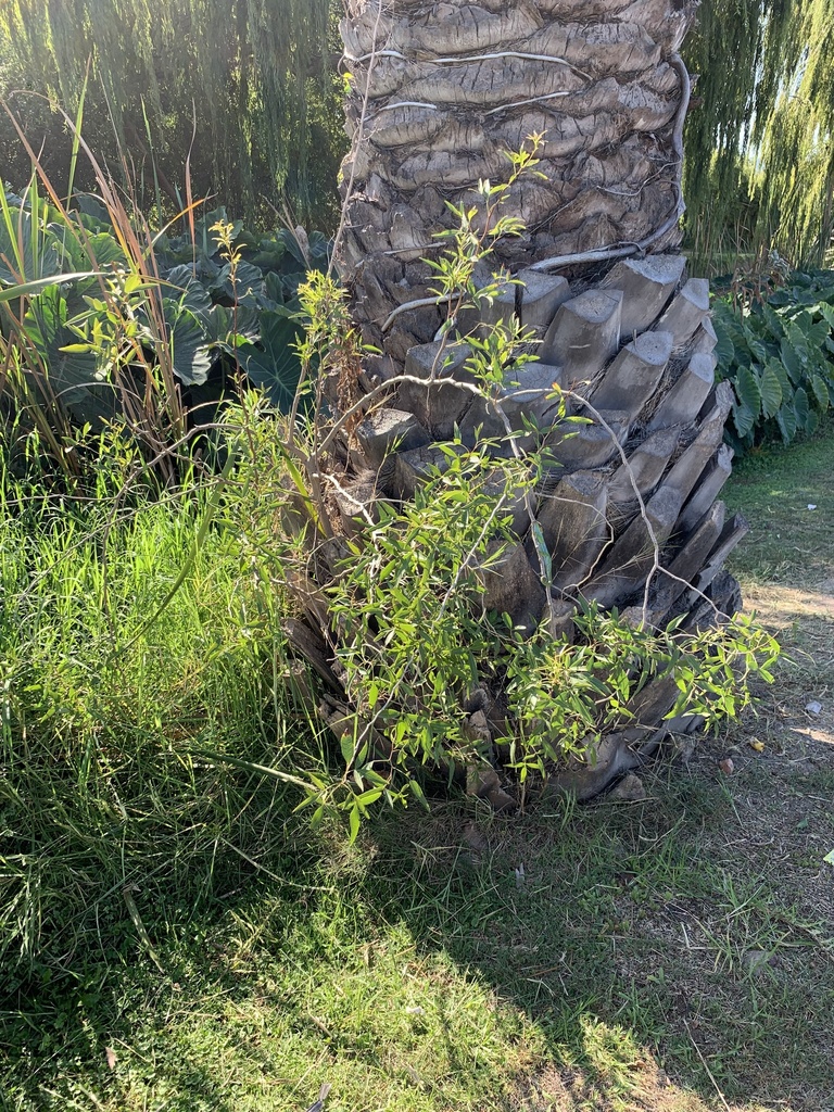 White Karee from Main Road, Somerset West, WC, ZA on April 14, 2021 at ...