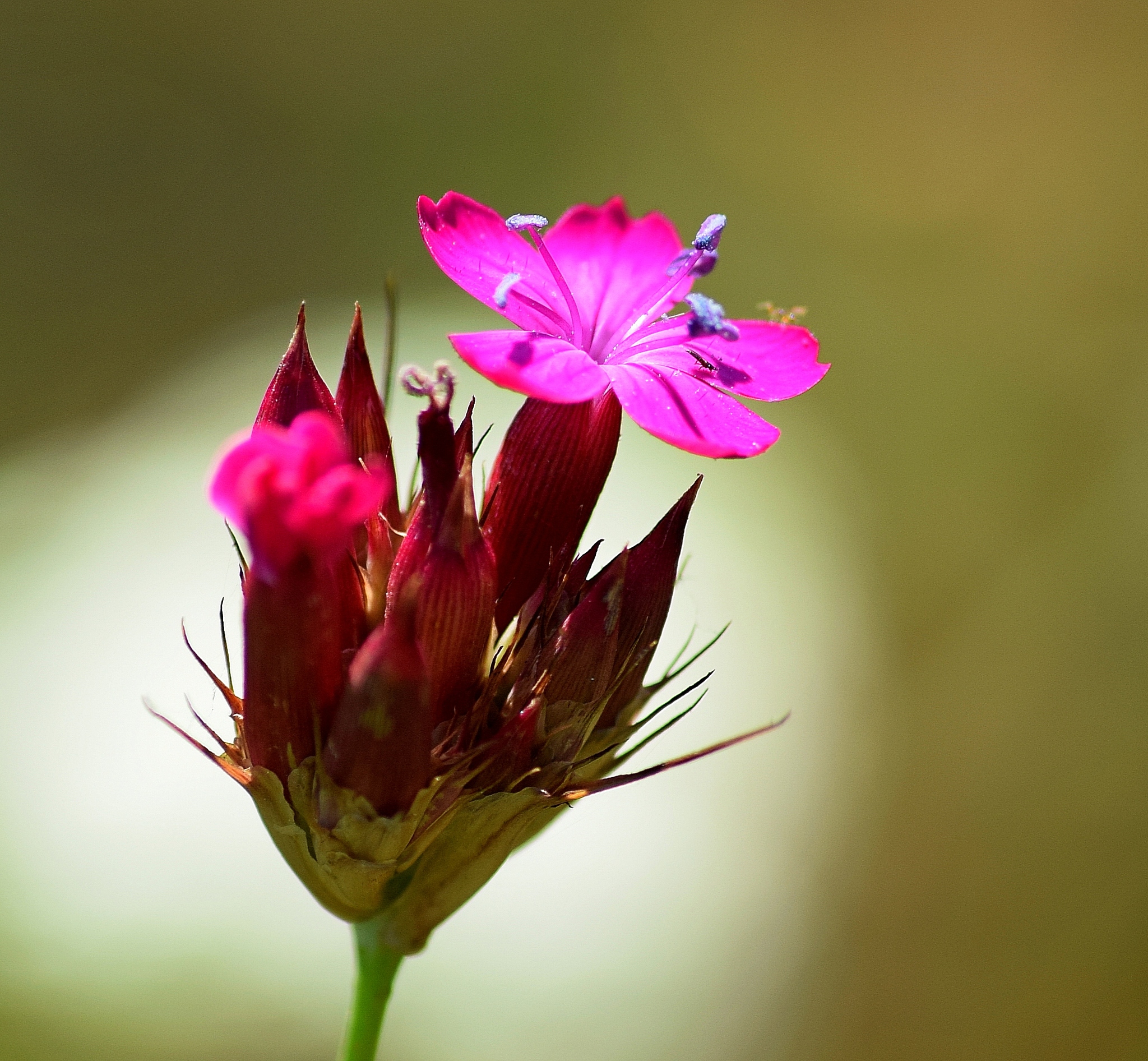 Dianthus cruentus Griseb.