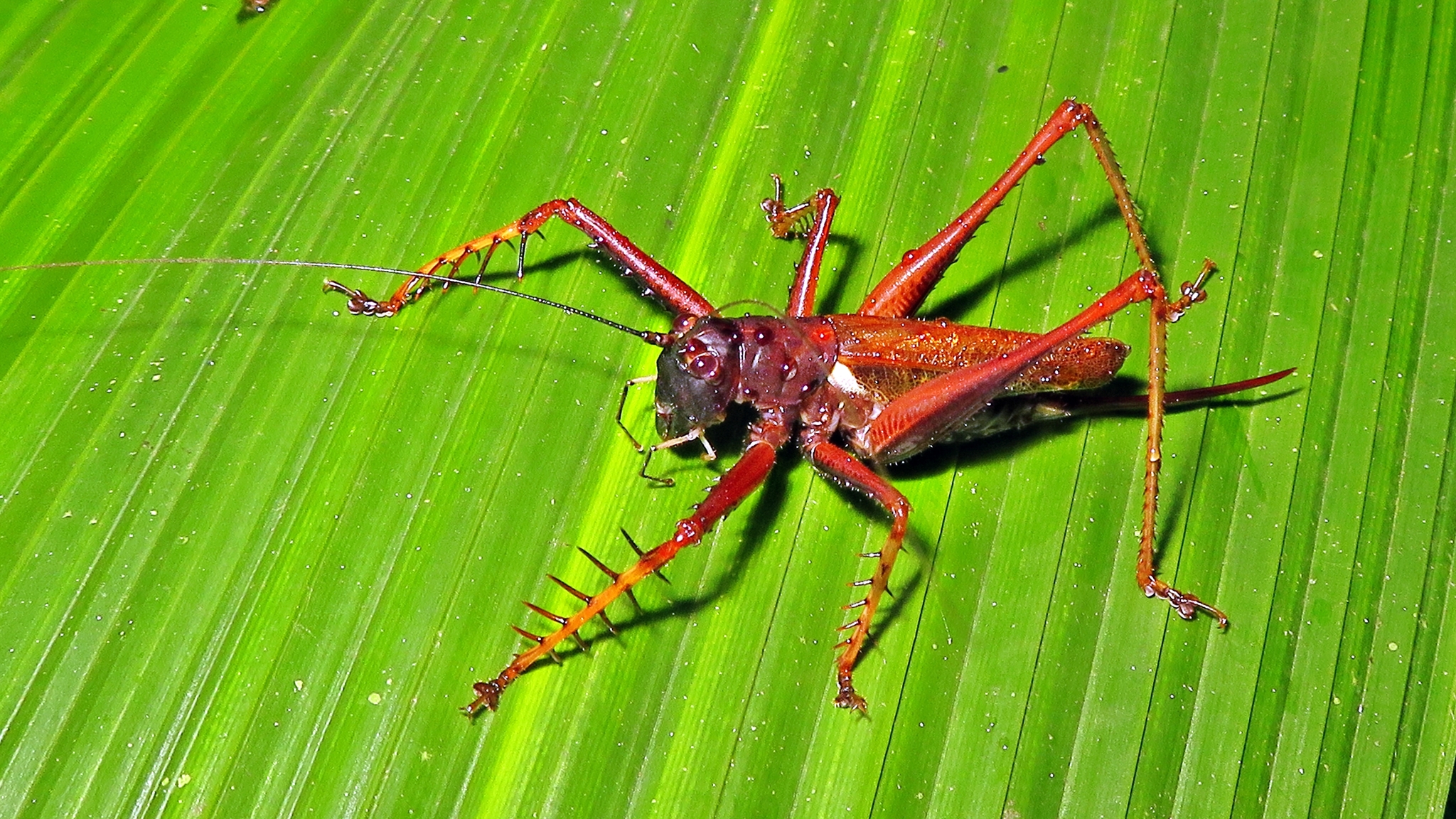 Katydid Predators