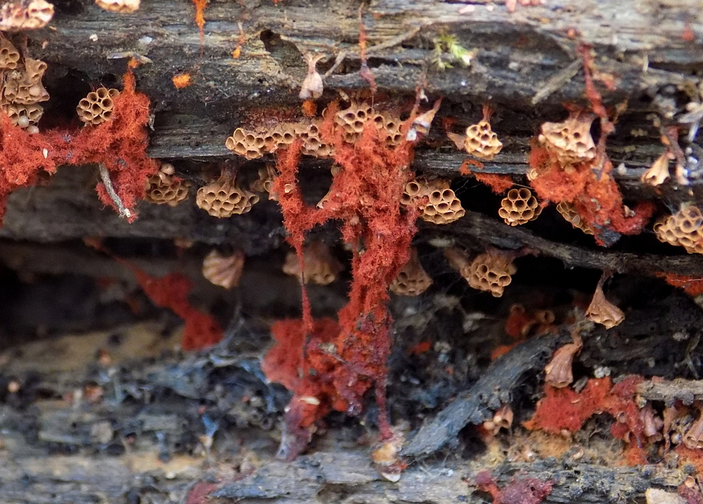 Wasp's Nest Slime Mold from г. Пущино, Московская обл., Россия on April ...