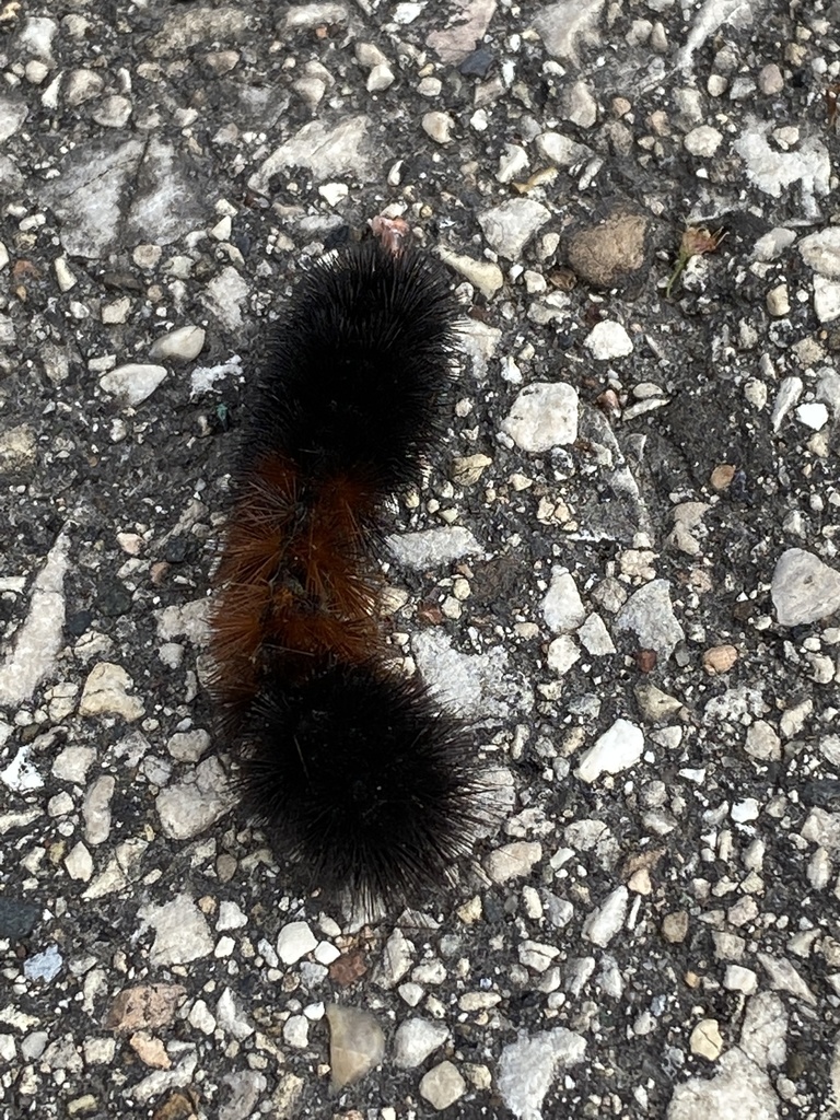 Isabella Tiger Moth from S Chase Ave, Milwaukee, WI, US on April 15 ...