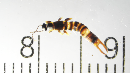 Marava mexicana · iNaturalist Mexico