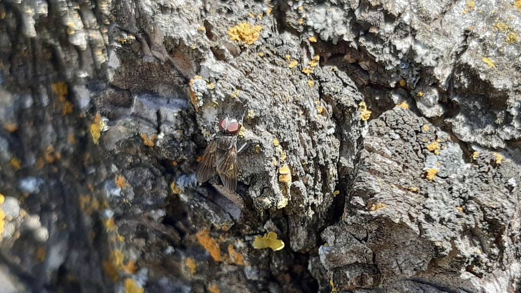 Calyptrate Flies from Çankaya on April 15, 2021 at 10:45 AM by Mehmet ...