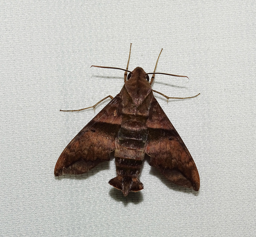 Perigonia lusca lusca (Panambi Guaçu) · iNaturalist