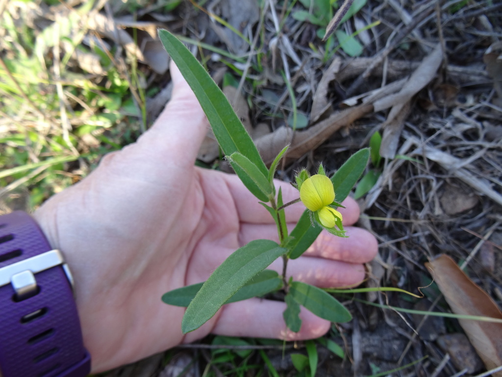 arrowhead rattlebox from Bastrop County, TX, USA on November 28, 2017 ...