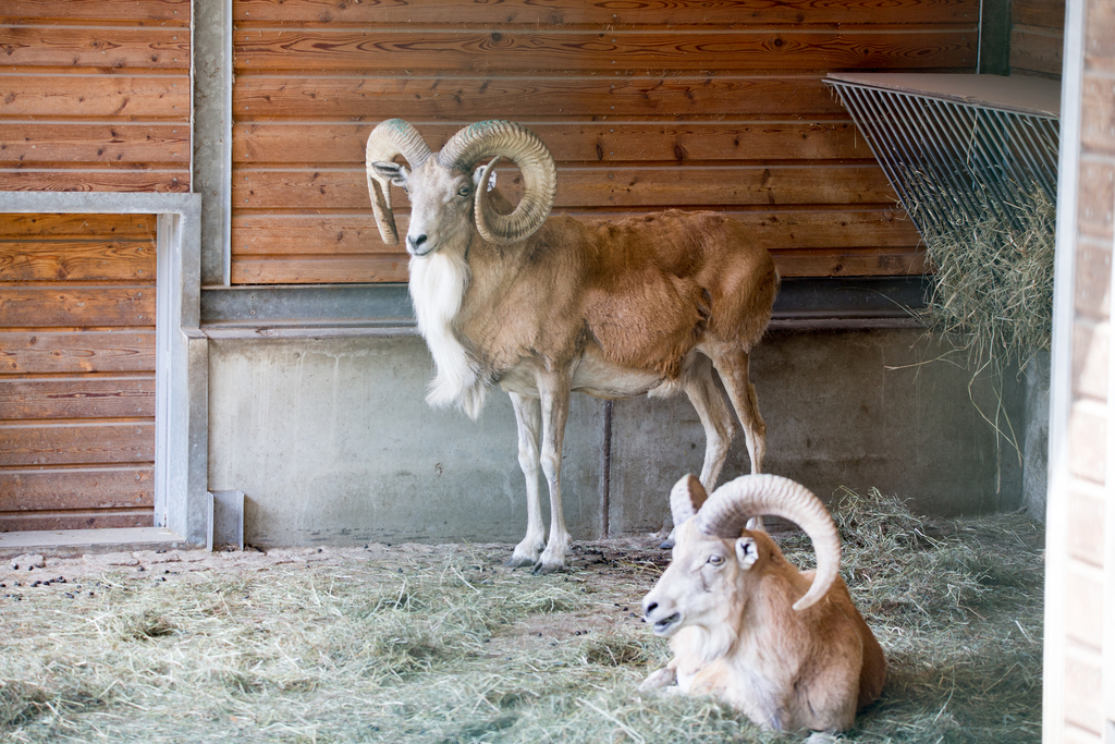 Transcaspian Urial (Ovis vignei arkal) - Know Your Mammals