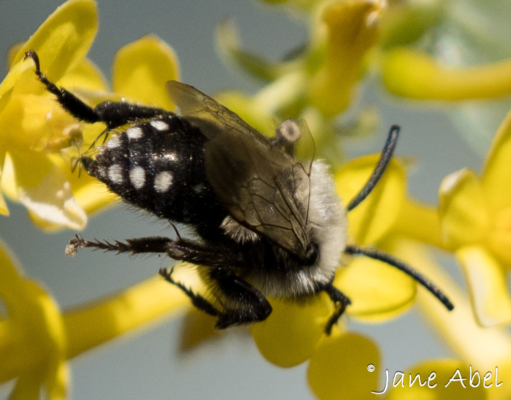 Melecta separata separata from Richland, Washington on April 14, 2021 ...