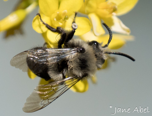 Subspecies Melecta separata separata · iNaturalist