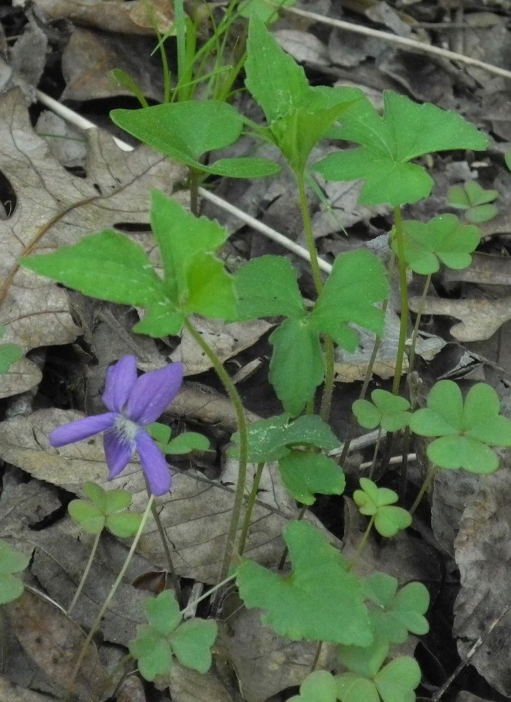 palm violet from Chatham County, NC, USA on April 14, 2021 at 08:22 AM ...