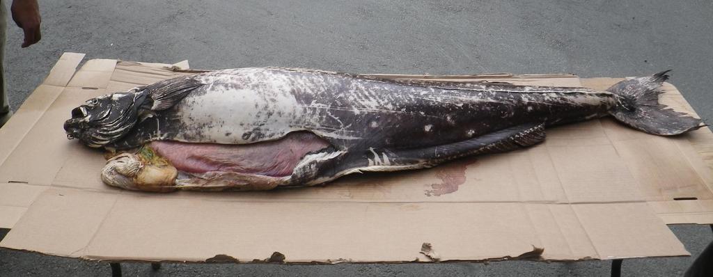 Ragfish (Icosteus aenigmaticus) - Marine Life Identification