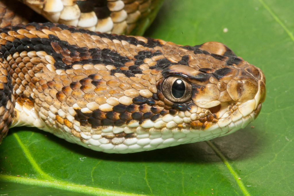 Central American Rattlesnake from Chiapas on July 30, 2013 at 06:53 AM ...