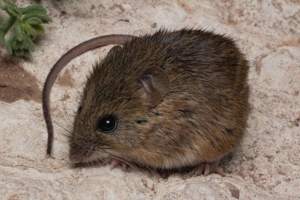 Western Harvest Mouse from Villa Hidalgo, Zac., México on July 5, 2019 ...