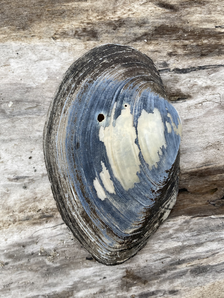 Giant Floater Mussel from Cayuga Lake, Ithaca, NY, US on April 15, 2021 ...