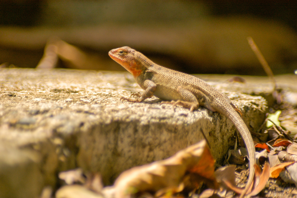 Rose-bellied Lizard from Carrillo, Guanacaste, Costa Rica on September ...