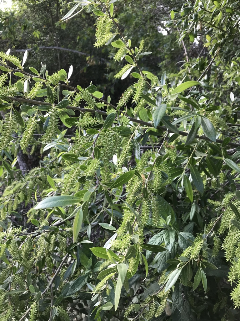 Pacific Willow from Mira Mesa, San Diego, CA, USA on April 12, 2021 at ...