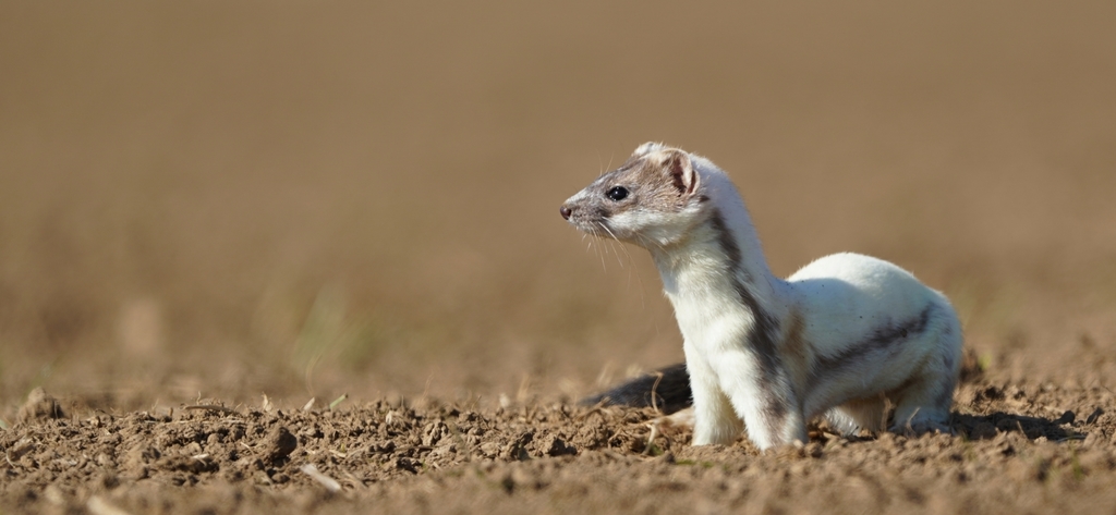 Eurasian Stoat from Goux-les-Usiers on February 12, 2021 at 02:59 PM by ...