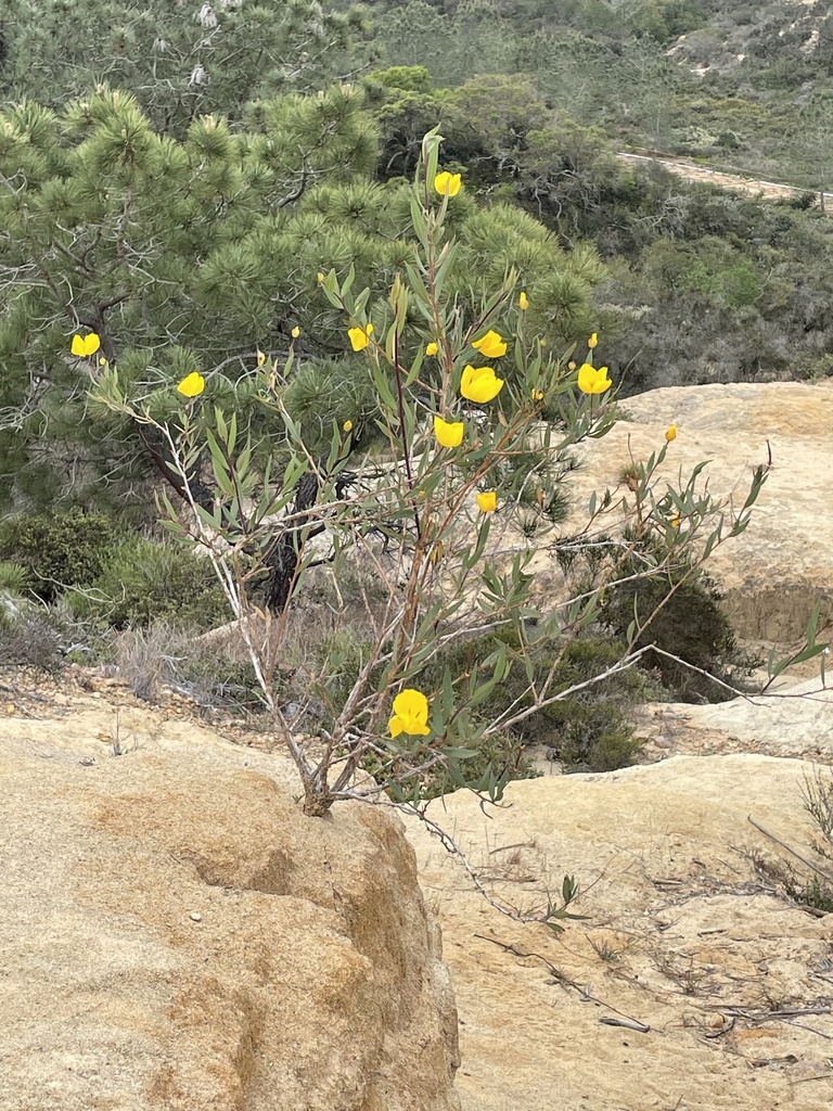 Bush Poppy from Crest Canyon Park, San Diego, CA, US on April 14, 2021 ...