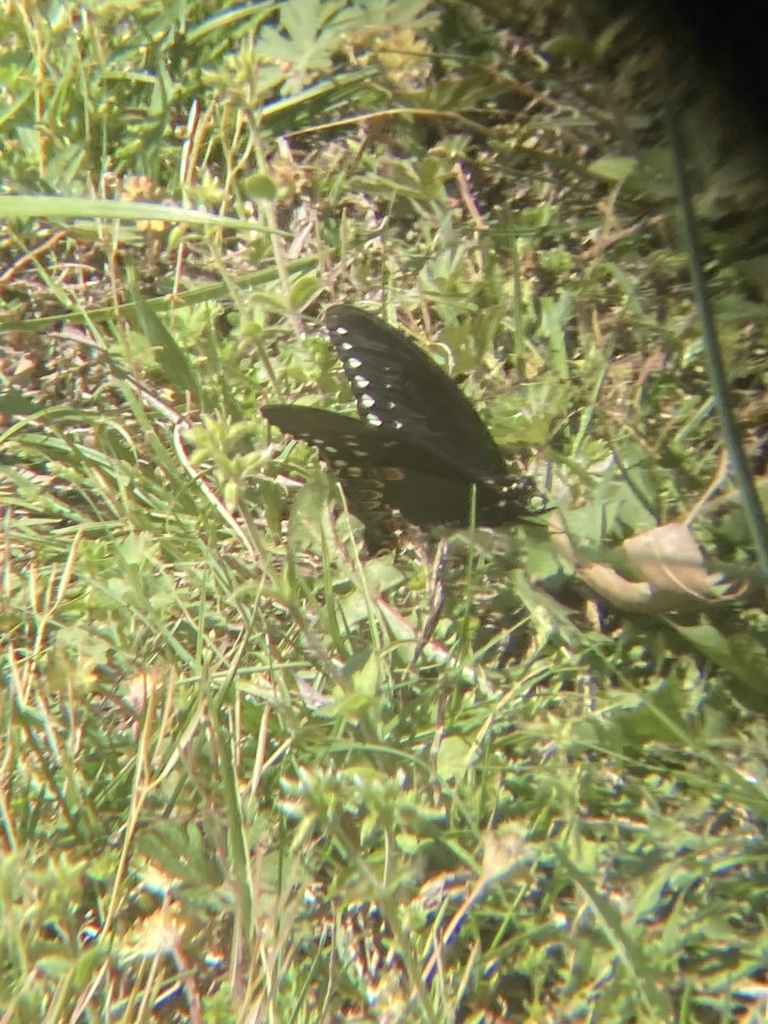 Spicebush Swallowtail from Shawnee National Forest, Grand Tower, IL, US ...
