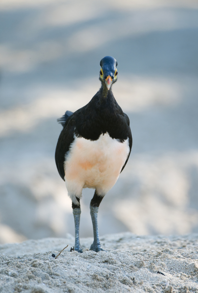 Maleo in November 2011 by Kevin Schafer. Maleo (Macrocephalon maleo ...