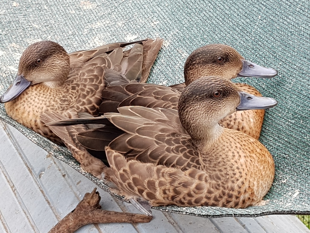 Chestnut Teal from Berwick VIC 3806, Australia on January 26, 2018 at ...