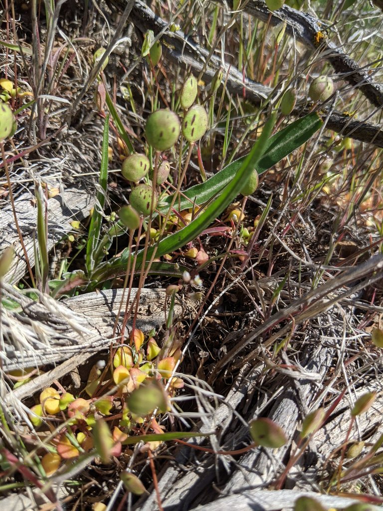 Scapose Scalepod from Kittitas, Washington, United States on April 14 ...