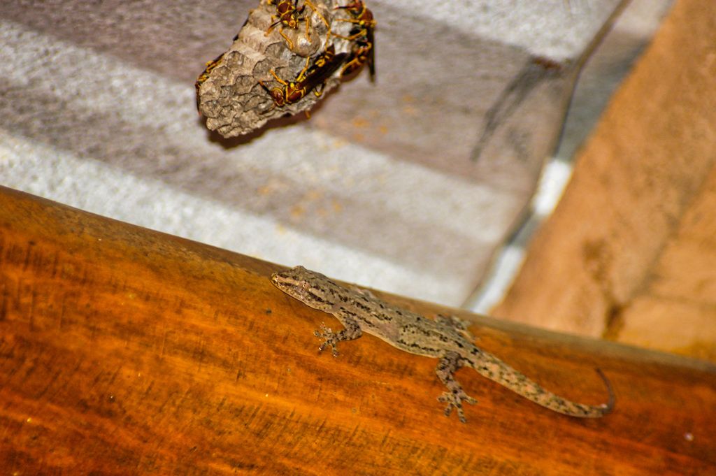 Asian House Gecko from Guanacaste Province, Costa Rica on September 21 ...