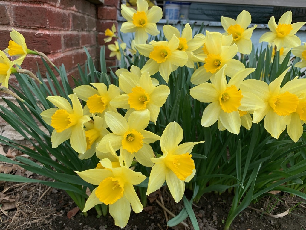 wild daffodil from Marion, IA, USA on April 13, 2021 at 02:09 PM by ...