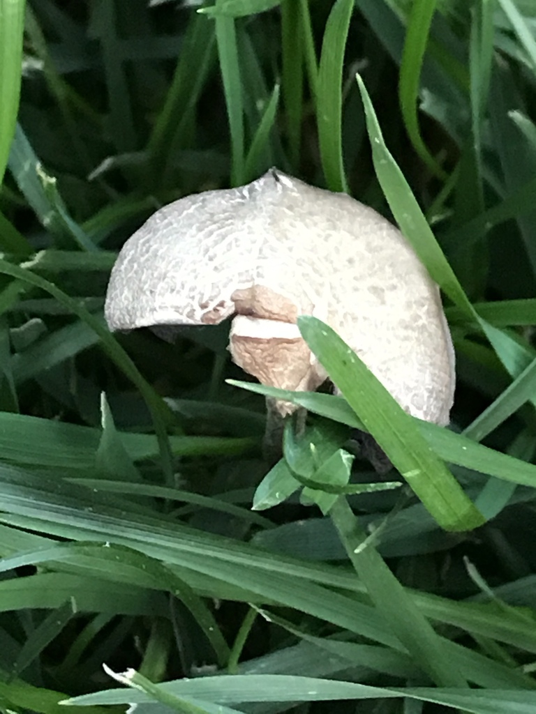 Banded Mottlegill from San Jose State University, San Jose, CA, US on ...