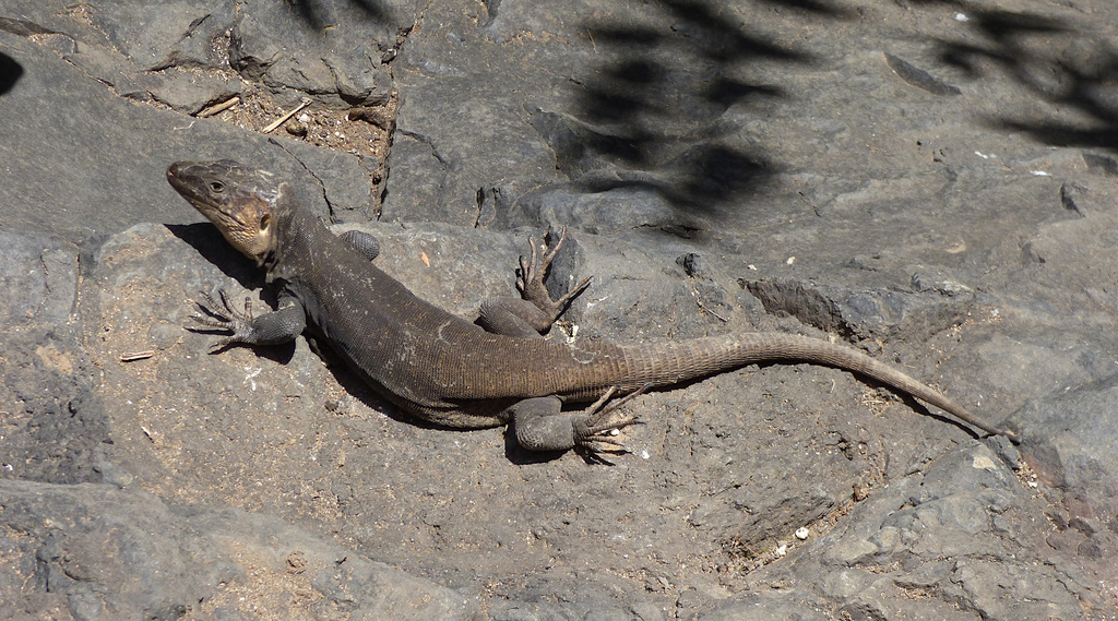 Gran Canaria Giant Lizard from Las Palmas, España on April 11, 2021 at ...