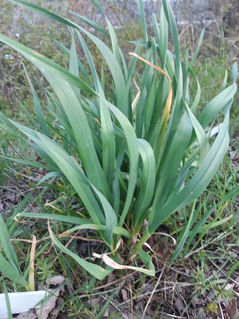Garlic from Langenlois, 3550, Österreich on April 15, 2021 at 07:23 PM ...