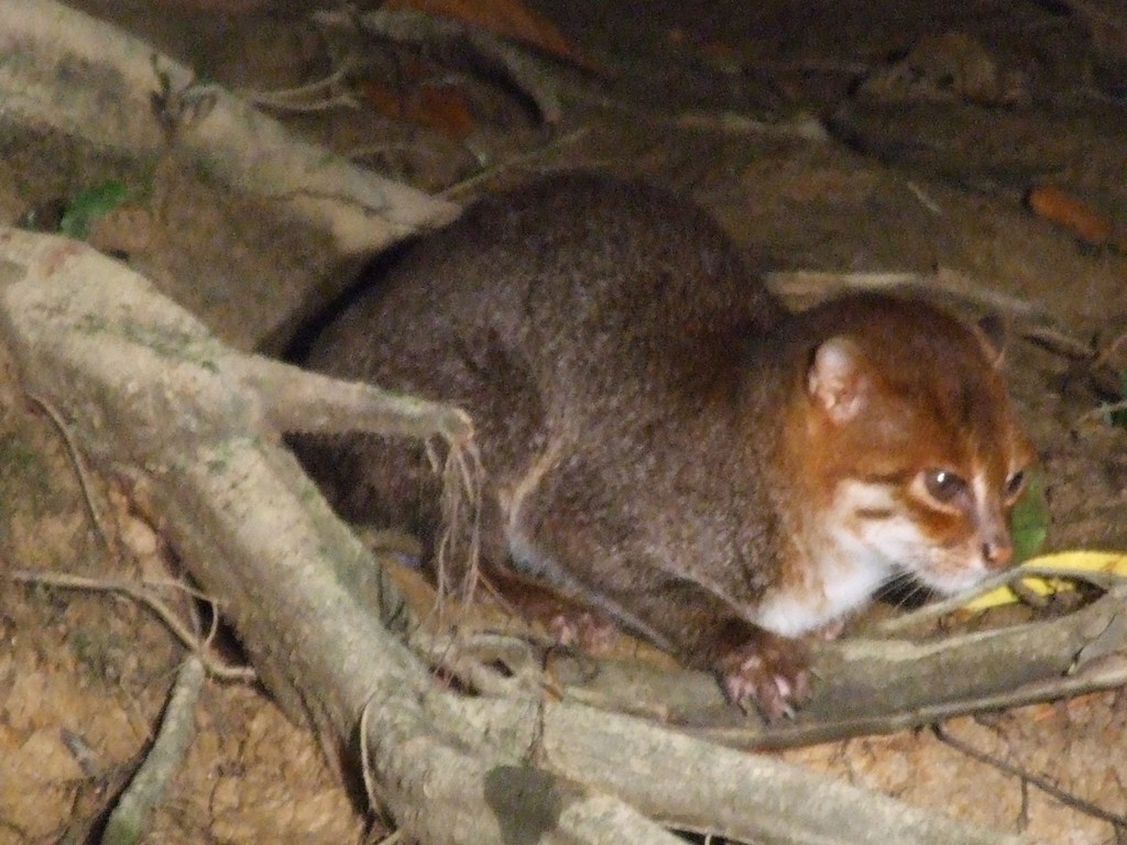 Flat-headed Cat in August 2008 by thibaudaronson · iNaturalist
