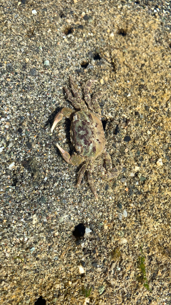 Yellow Shore Crab from Vashon on April 15, 2021 at 11:08 AM by Forrest ...