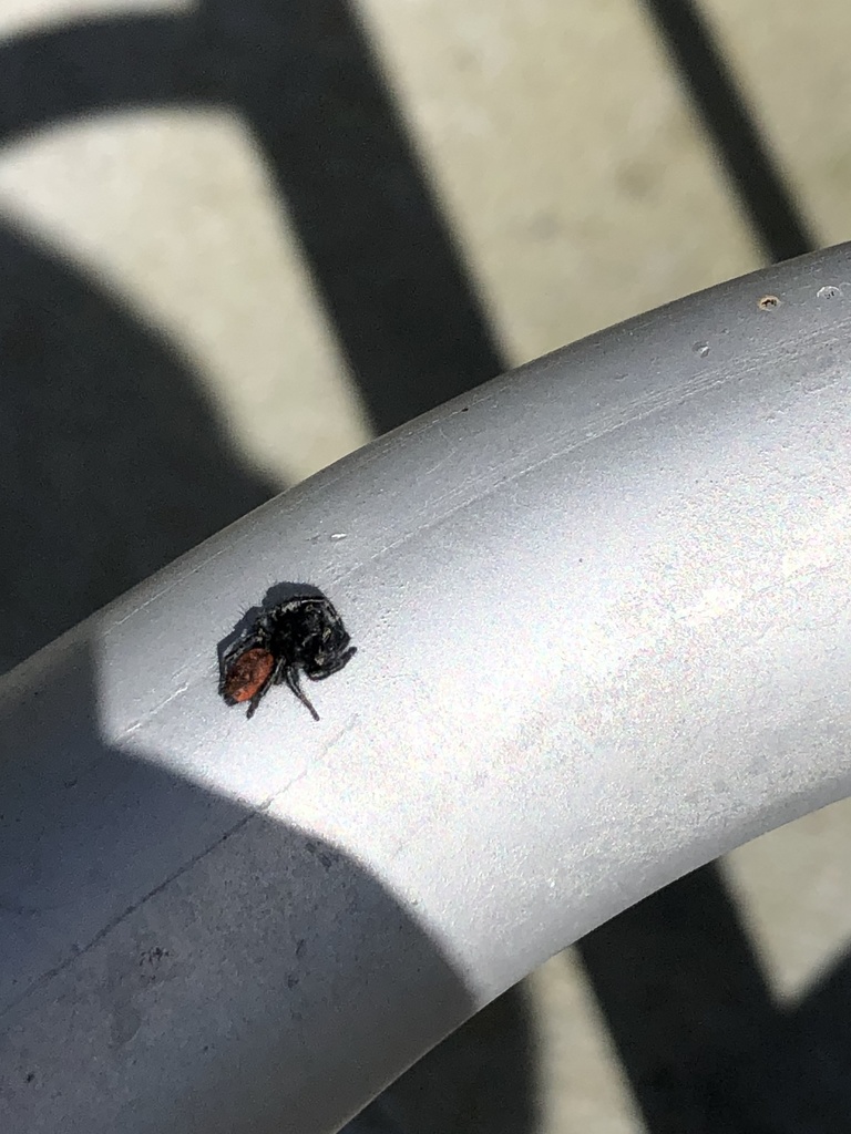 Johnson's Jumping Spider from G St, Arcata, CA, US on April 11, 2021 at ...