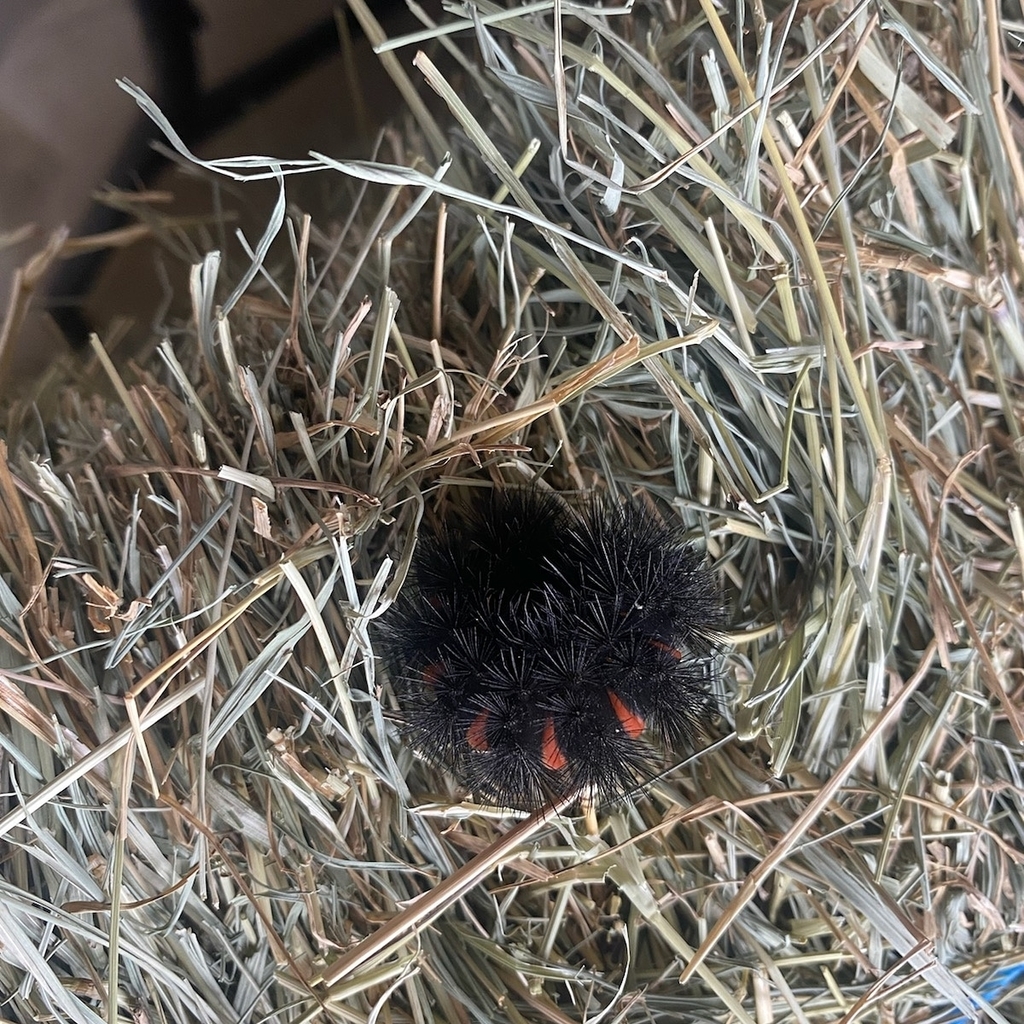 Giant Leopard Moth from Wylie, TX, USA on April 14, 2021 at 05:30 PM by ...