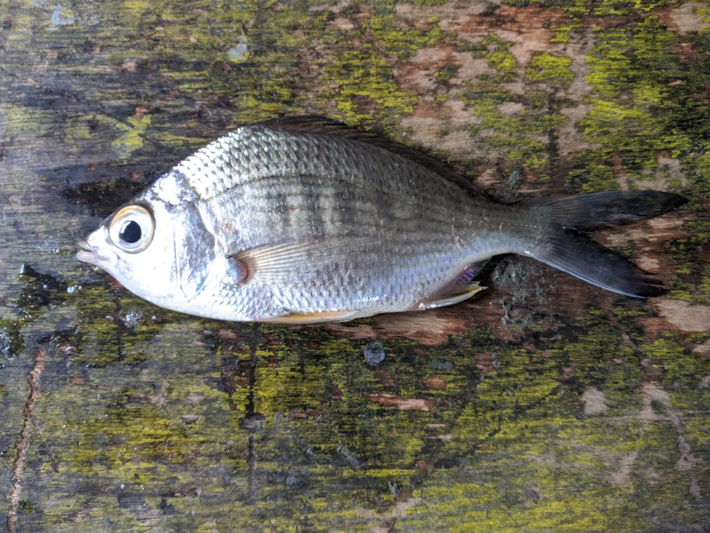Silverbiddies (Gerres) - Marine Life Identification