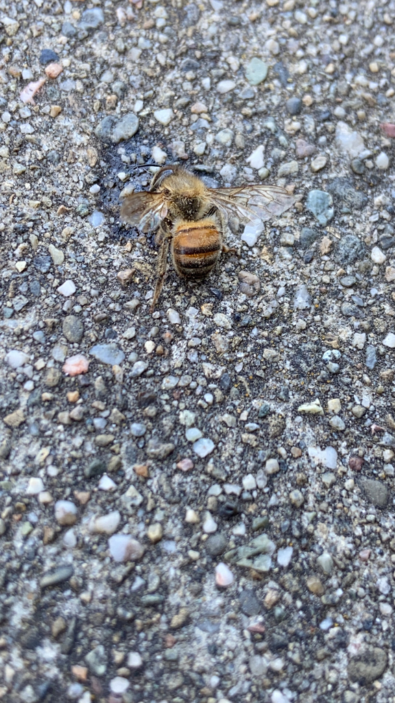 Western Honey Bee from Redwood City on April 15, 2021 at 12:01 PM by ...