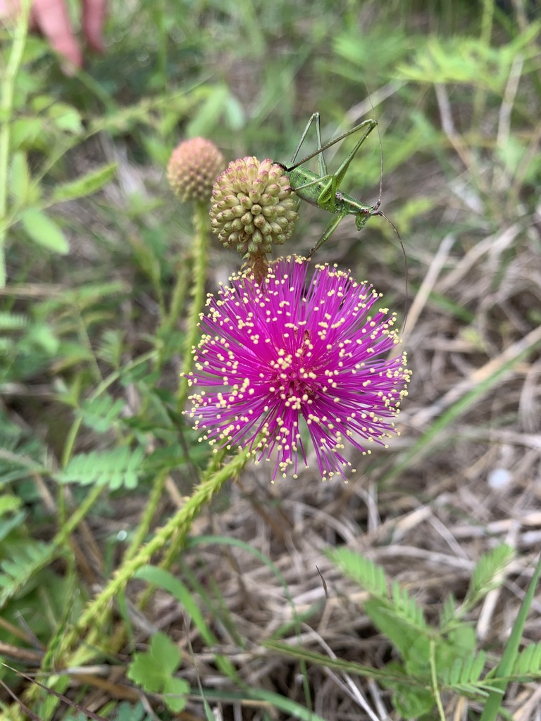 Catclaw Briar from Memorial Park, Houston, TX, US on April 13, 2021 at ...