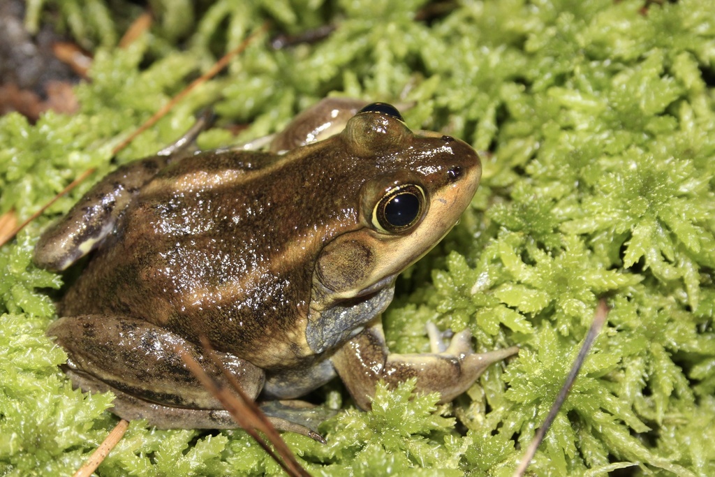 Carpenter Frog (Lithobates virgatipes) (Wildlife of the United States ...
