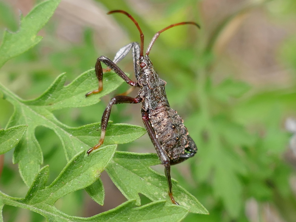 Spine-headed Bugs from Seminole County, FL, USA on April 15, 2021 at 12 ...