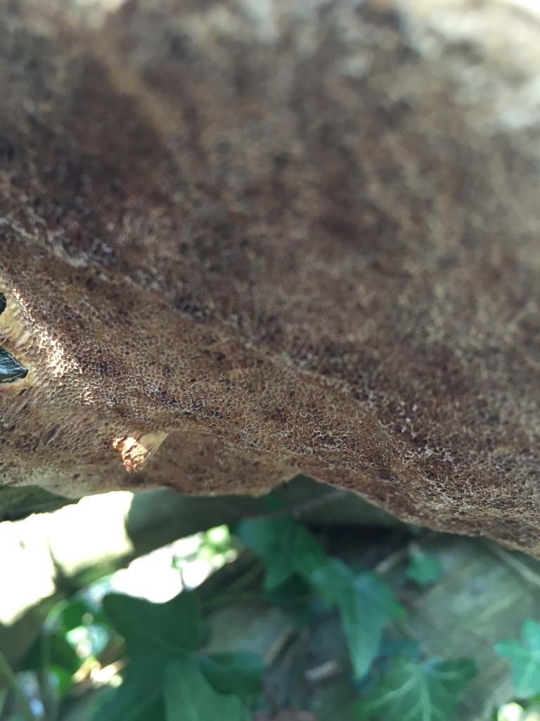 Thin-walled Maze Polypore from Warehorne, Ashford, England, GB on April ...