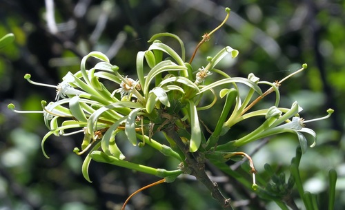 Wild Honeysuckle (Turraea floribunda) · iNaturalist